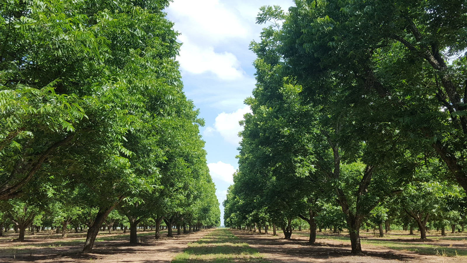 Royalty Pecan Farms - Texas Pecans, Family Farm | Buy Pecans Online